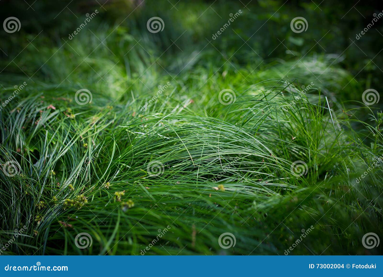 Outdoor green grass detail stock photo. Image of season - 73002004