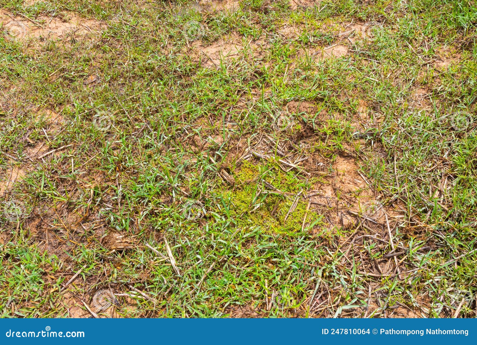 Green Grass and Dirt Top View Stock Photo - Image of ground ...