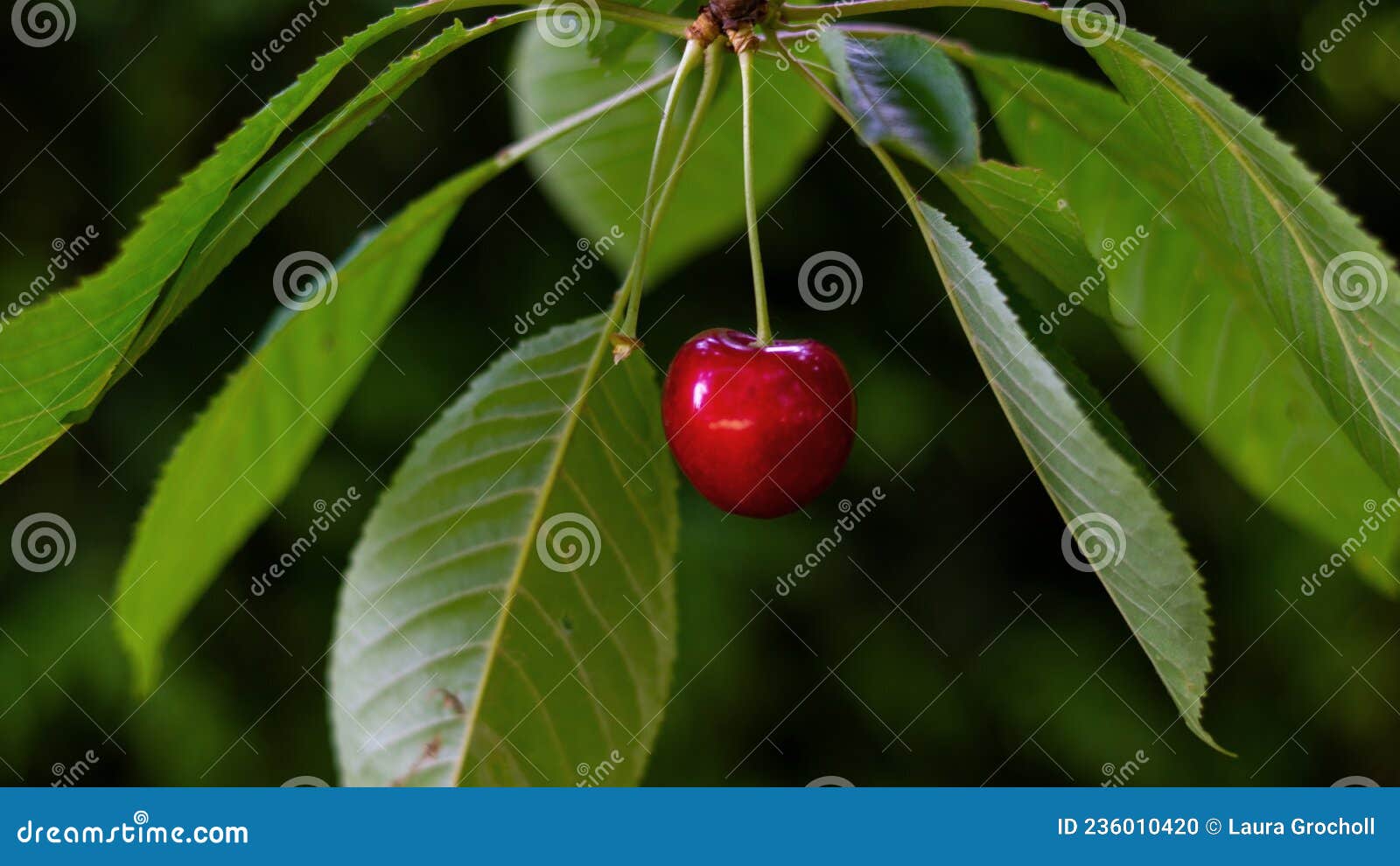 Outdoor Green Red Cherry Tree Stock Photo - Image of cherries, closeup ...