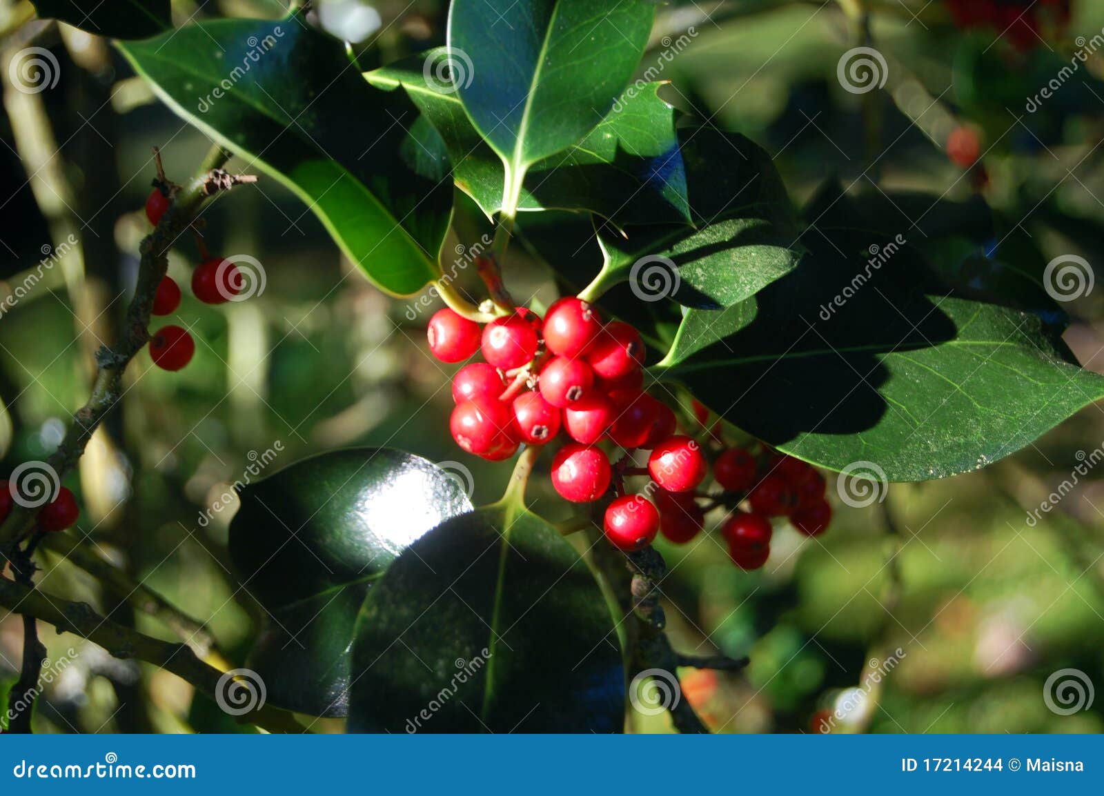 Outdoor holly bush stock photo. Image of green, foliage - 17214244