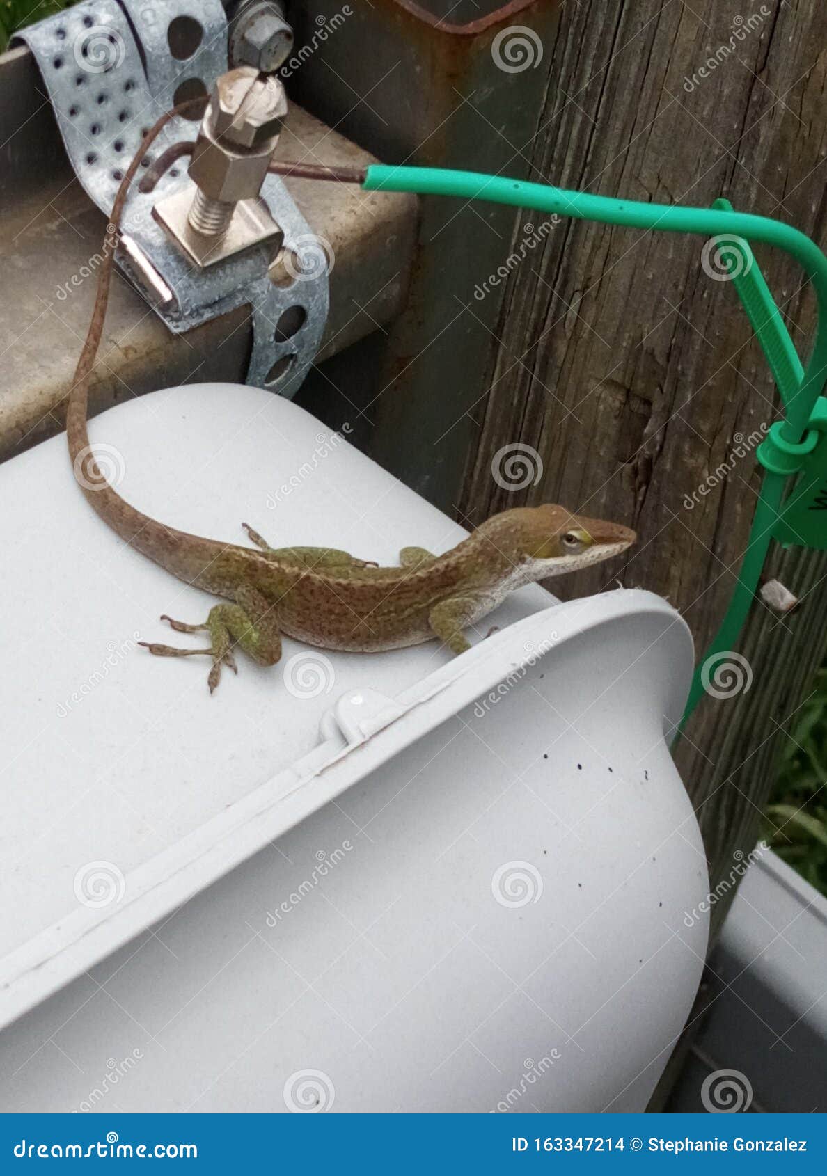 Outdoor Lizard Chilling Propped Gazing Stock Photo - Image of propped ...