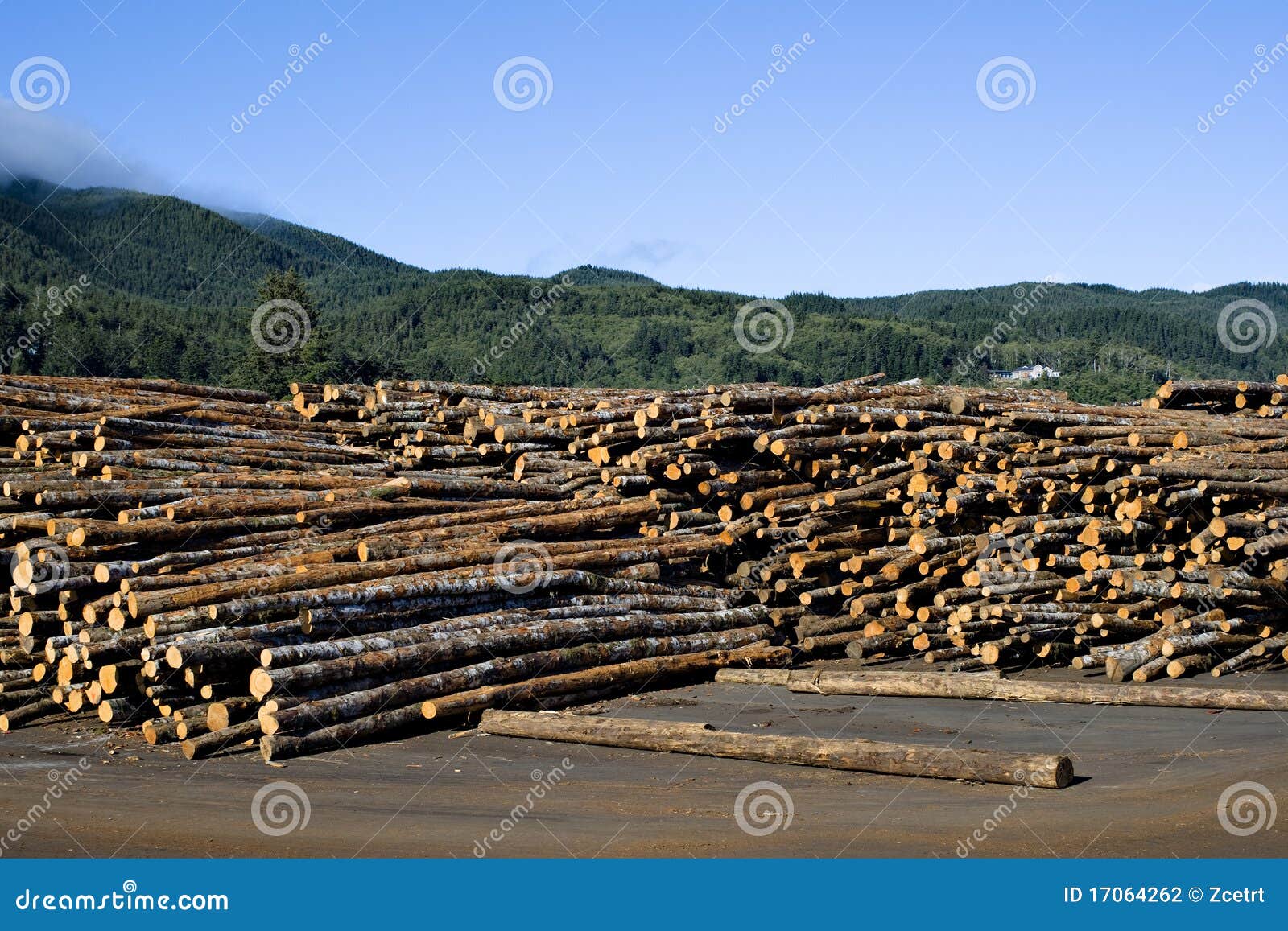 Outdoor Log Storage at Sawmill Stock Photo - Image of oregon, long ...