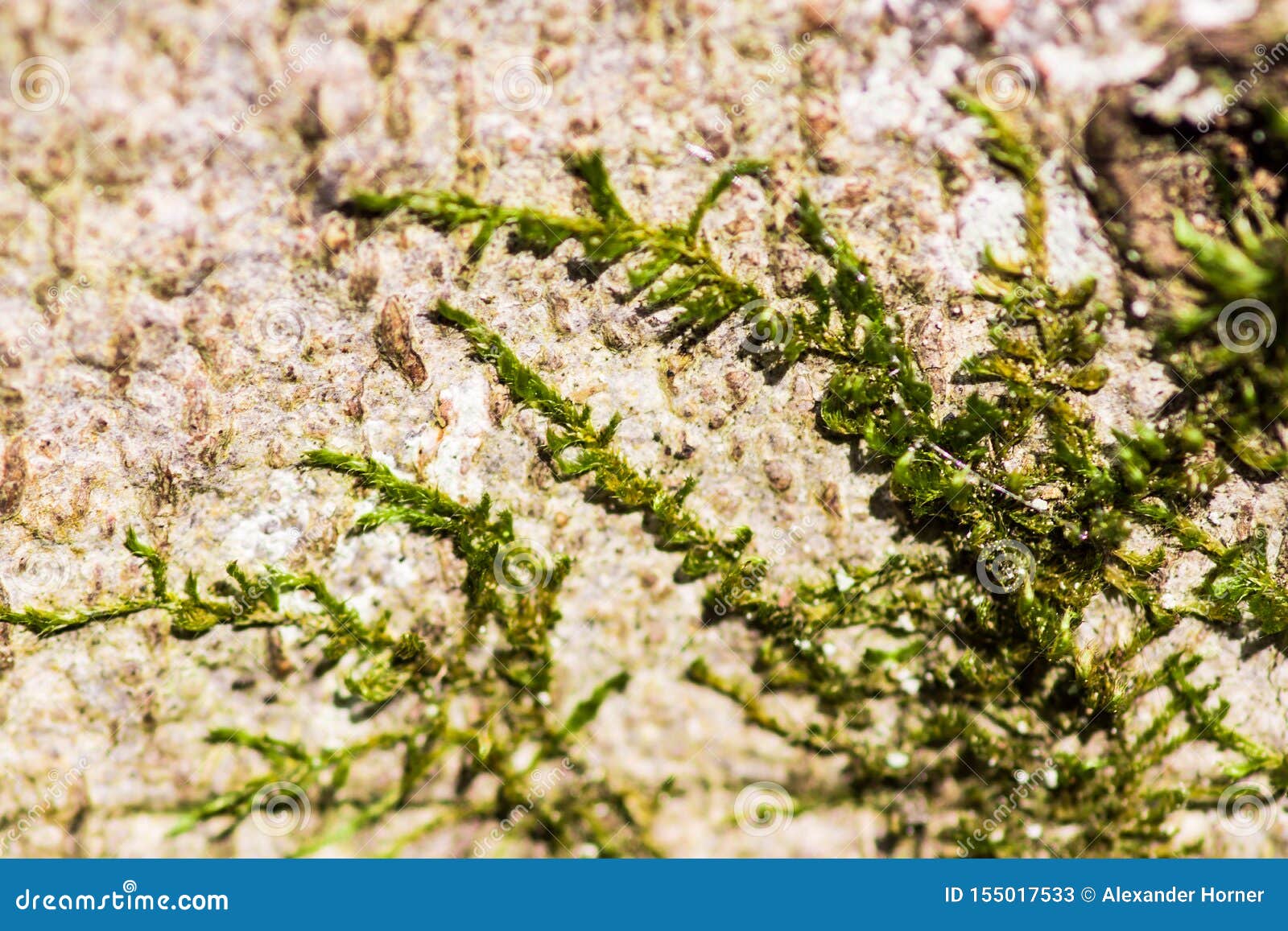 Moss Growing in Strings on Tree Bark Stock Image - Image of autumn ...