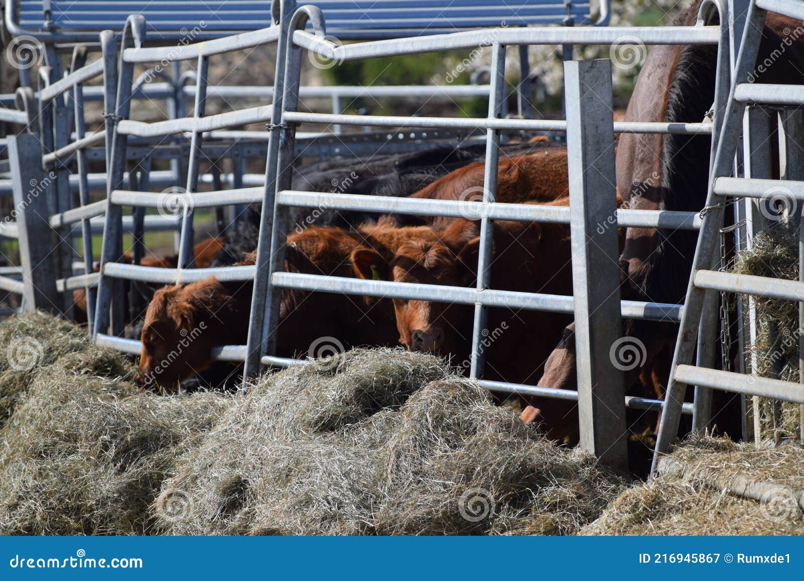 Outdoor Paddock with Cows and Horses Stock Image - Image of steel, food ...