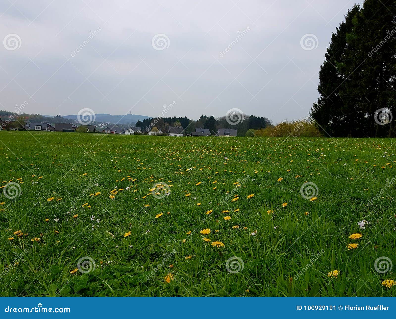 Outdoor Pic stock image. Image of flower, wiese, field - 100929191