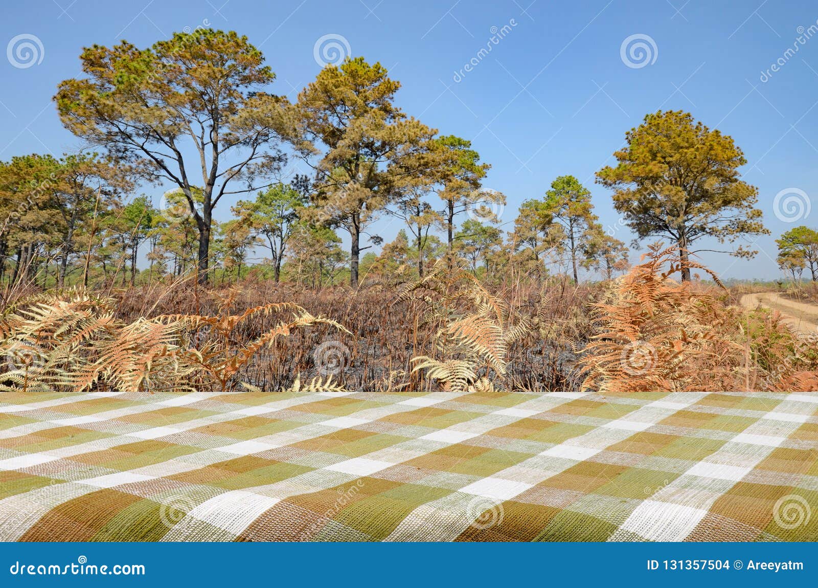Outdoor Picnic Background with Picnic Table. Stock Photo - Image of ...