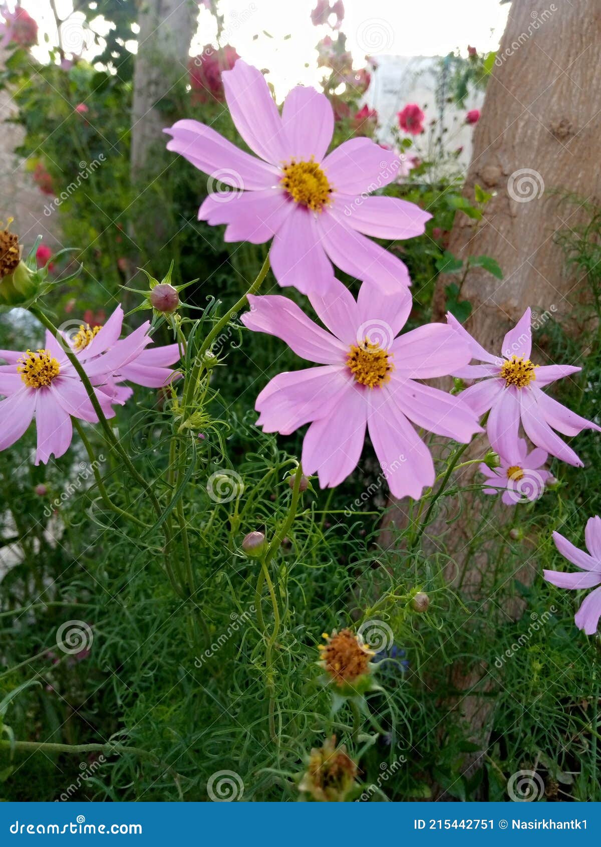 Outdoor Pitcher of Flower in Parks Stock Image - Image of nature ...