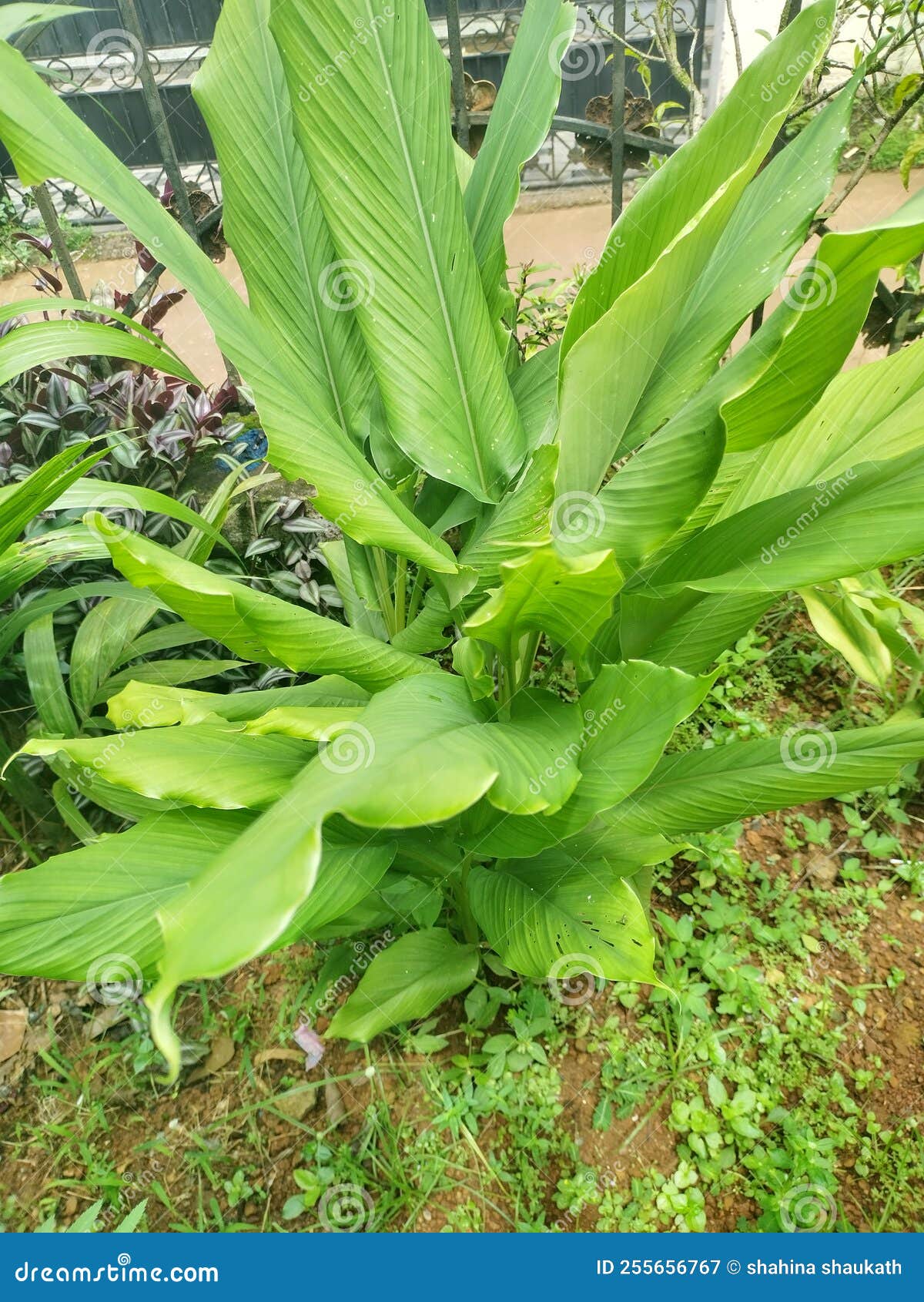 Outdoor plant garden stock image. Image of green, plant - 255656767
