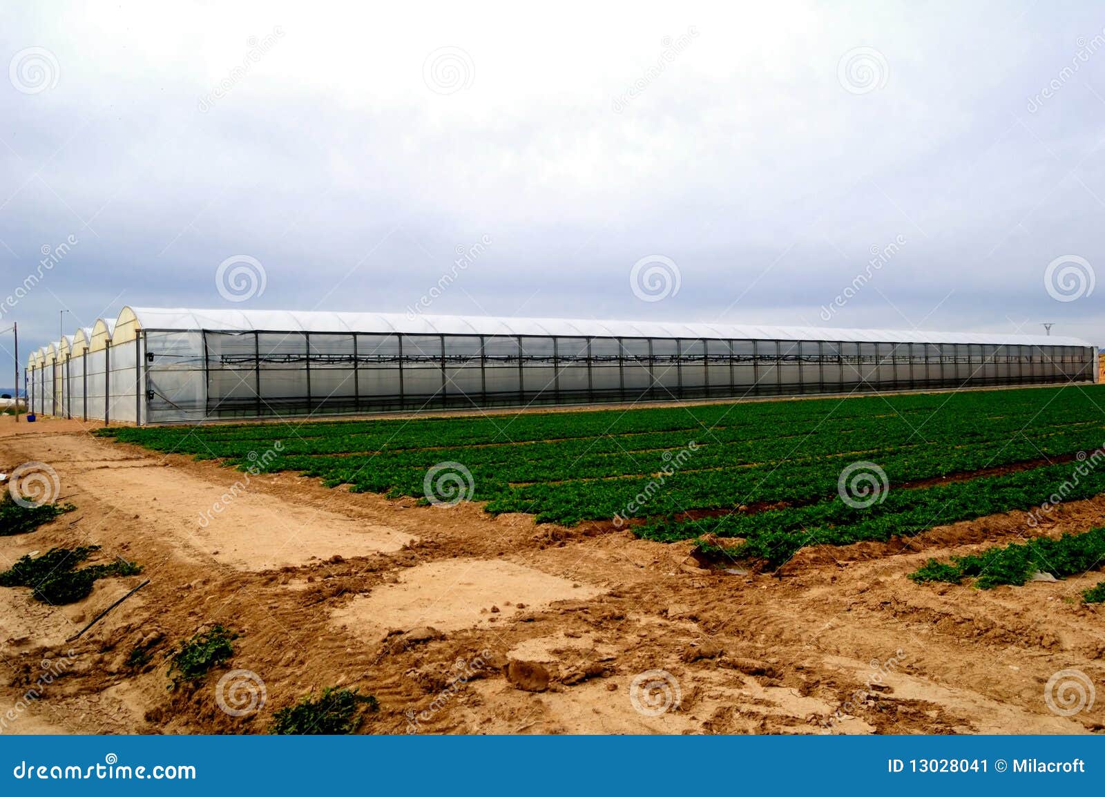 Outdoor Plantation and Greenhouse Stock Image - Image of horticulture ...