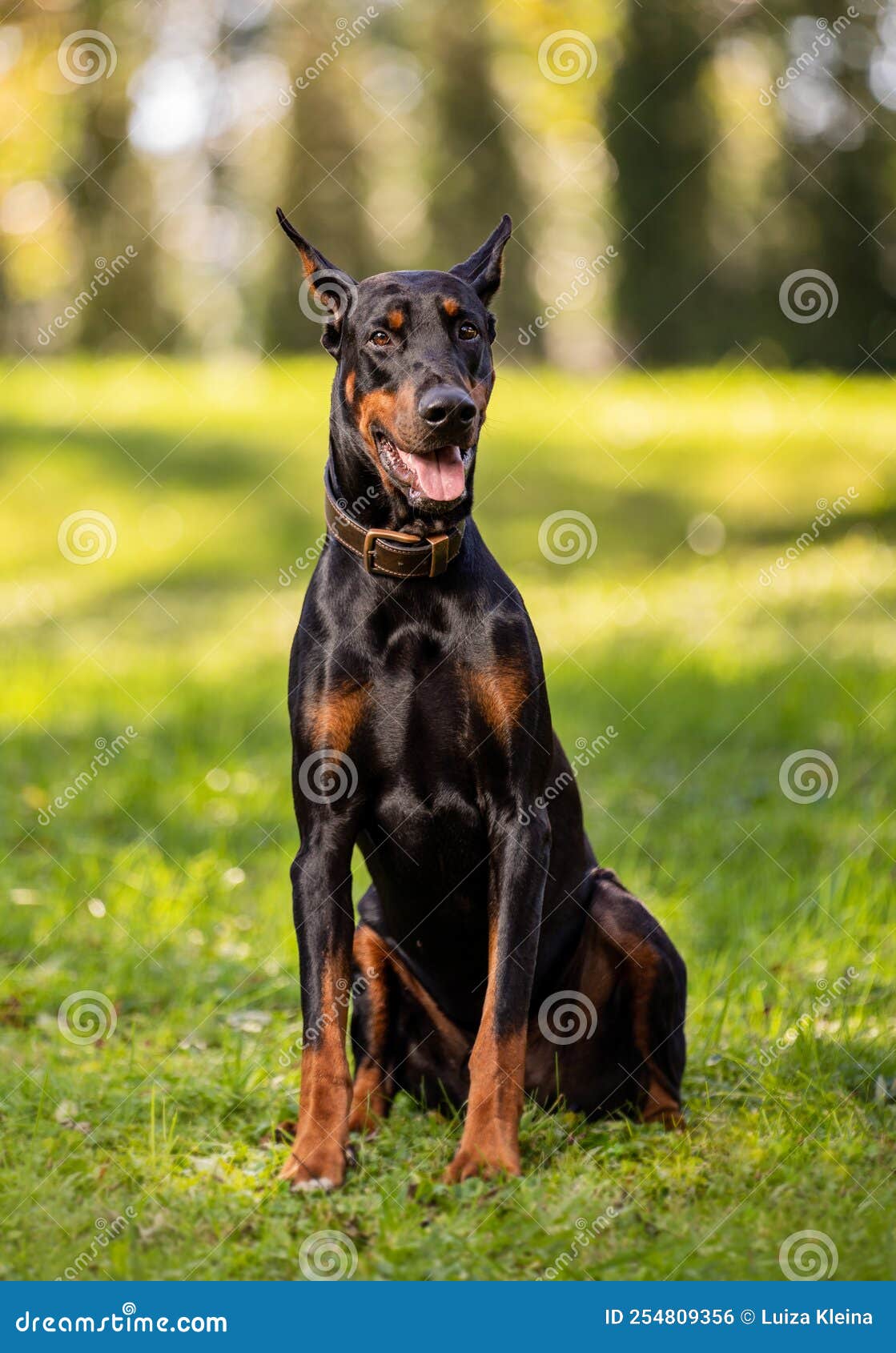 Outdoor Portrait of a Doberman Stock Photo - Image of playful, nature ...
