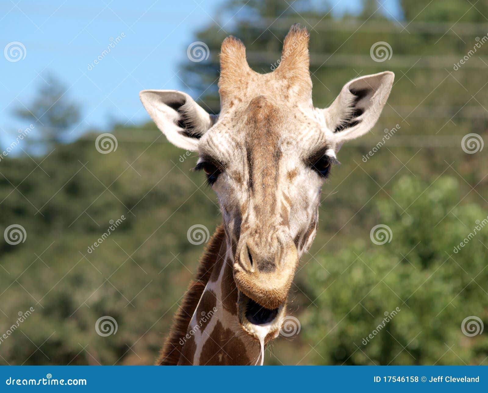 Outdoor Portrait of Giraffe Drooling and Chewing Stock Photo - Image of ...