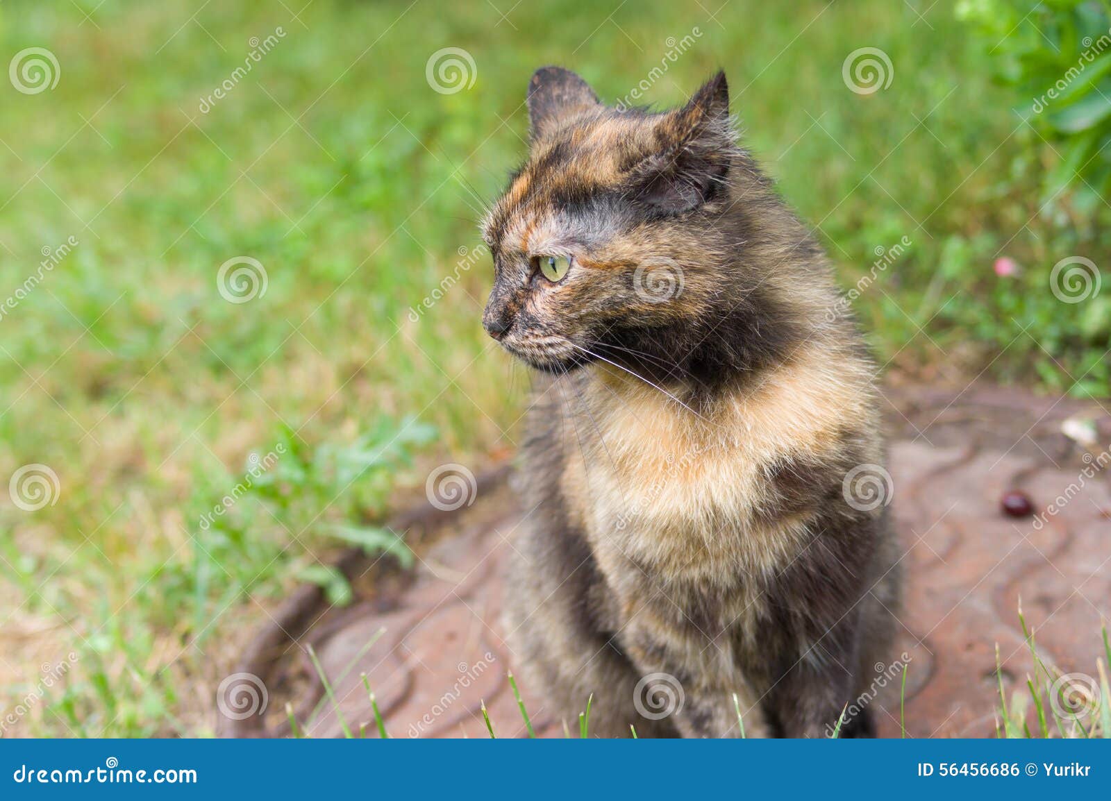 Outdoor Portrait of Three Colored Cat Stock Photo - Image of domestic ...