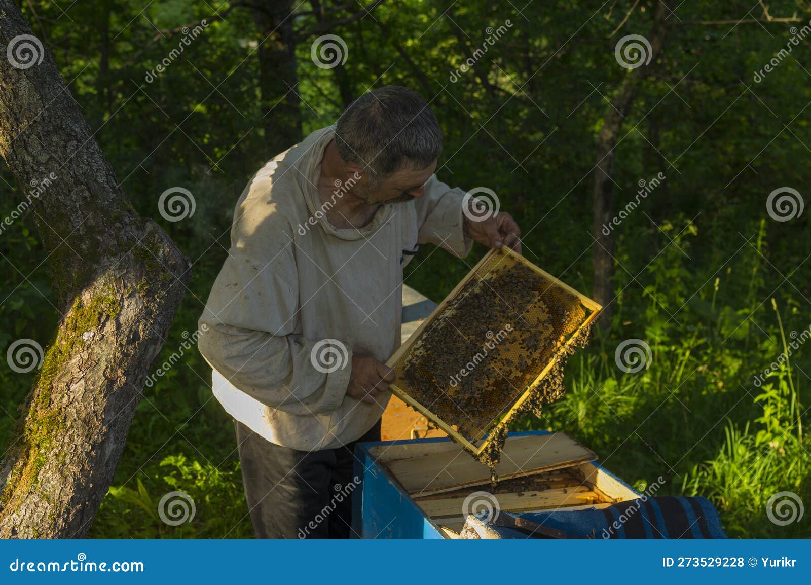 Outdoor Portrait of Ukrainian Peasant Taking Frame Full of Bees Stock ...
