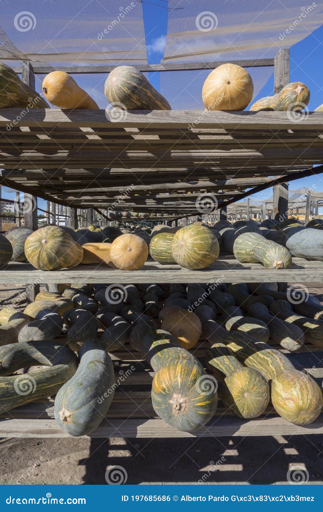 Outdoor Pumpkin Drying Room in Valencia Stock Photo - Image of organic ...