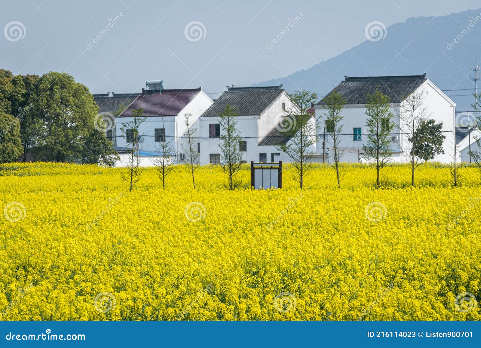 Outdoor Flower Field in Spring Countryside Stock Image - Image of colza ...