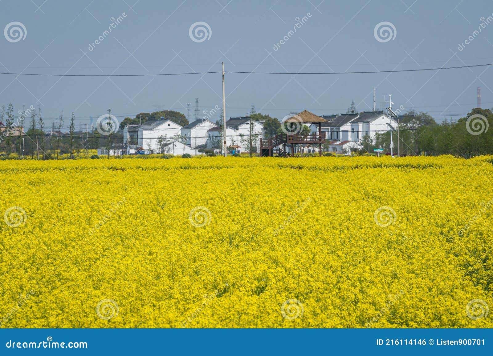 Outdoor Flower Field in Spring Countryside Stock Photo - Image of farm ...