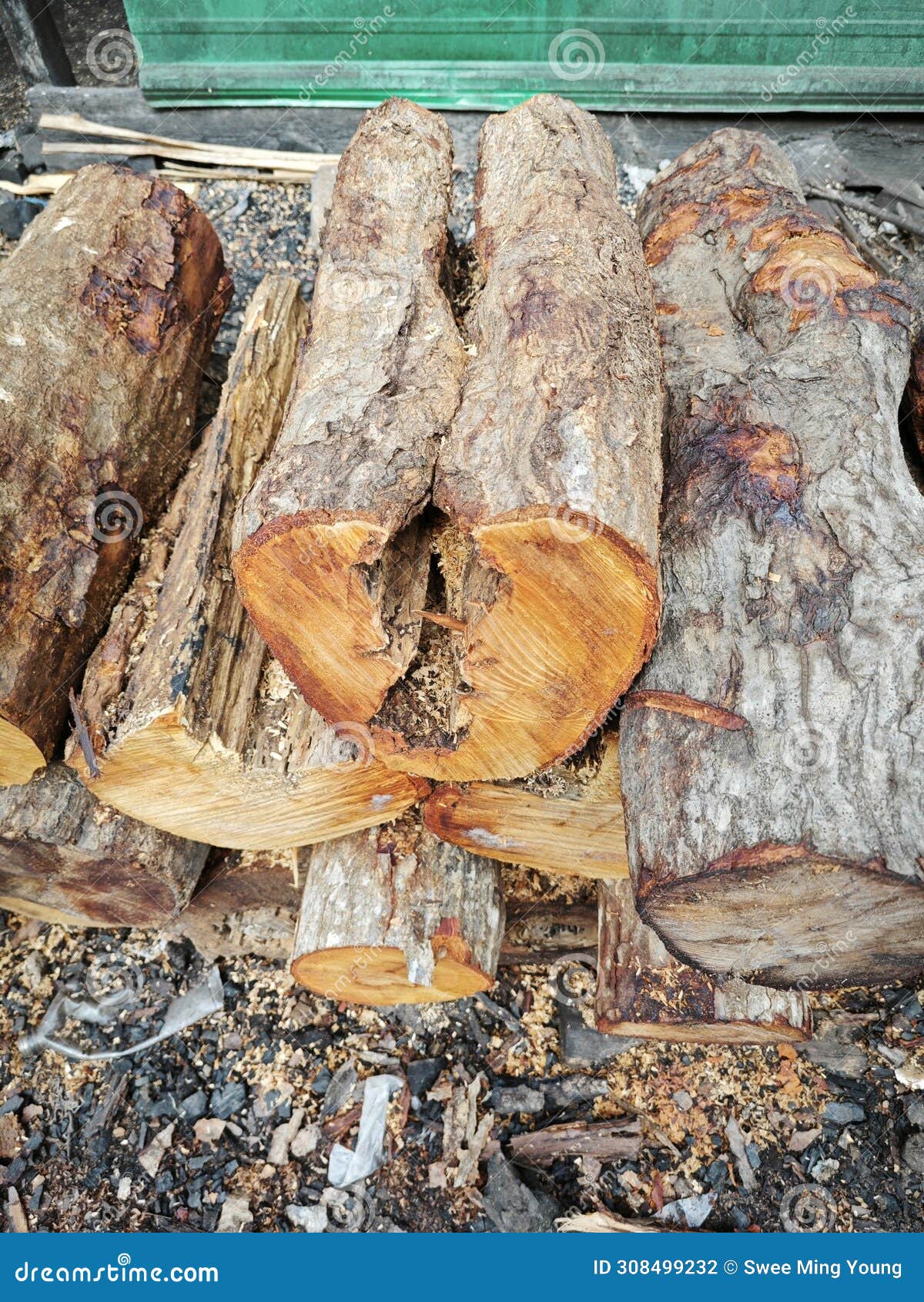 Outdoor Scene of the Cut Mangrove Wood Log. Stock Photo - Image of ...