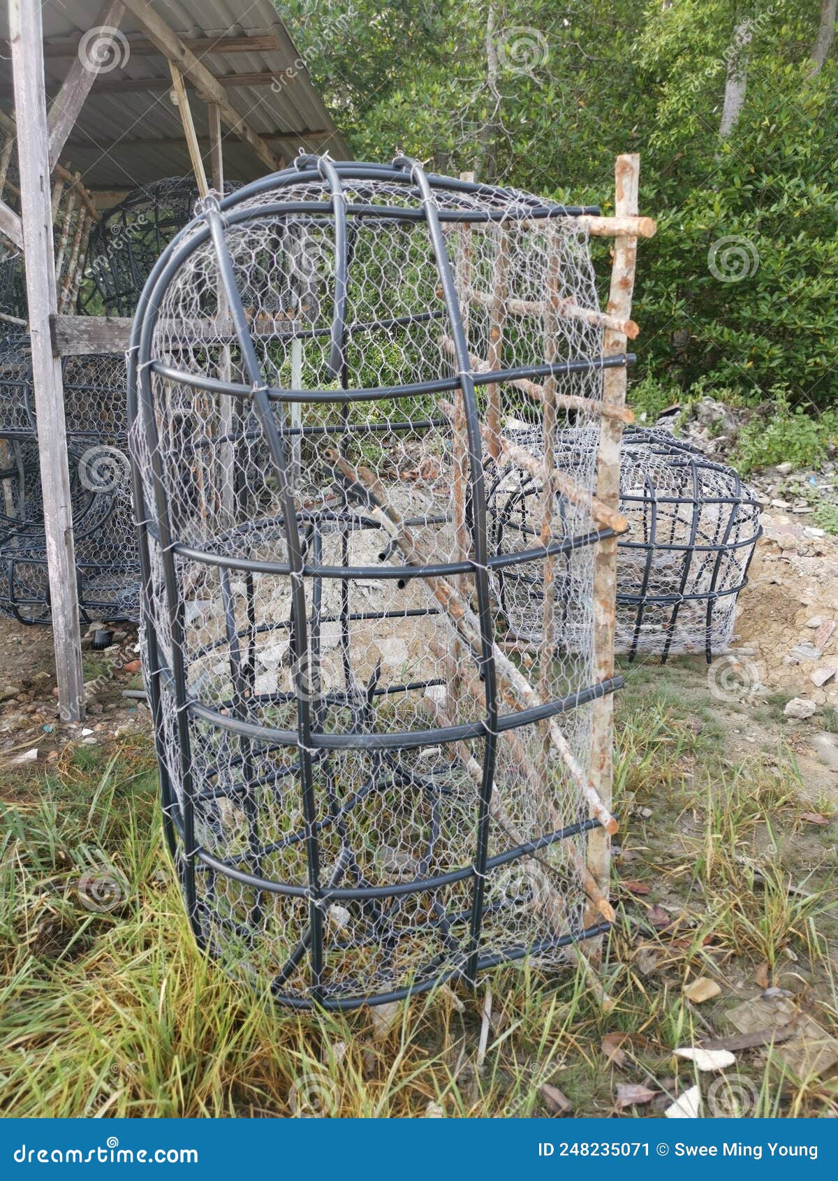 Outdoor Scene of the DIY Fish Trap Structure Make from Mangrove Wood ...
