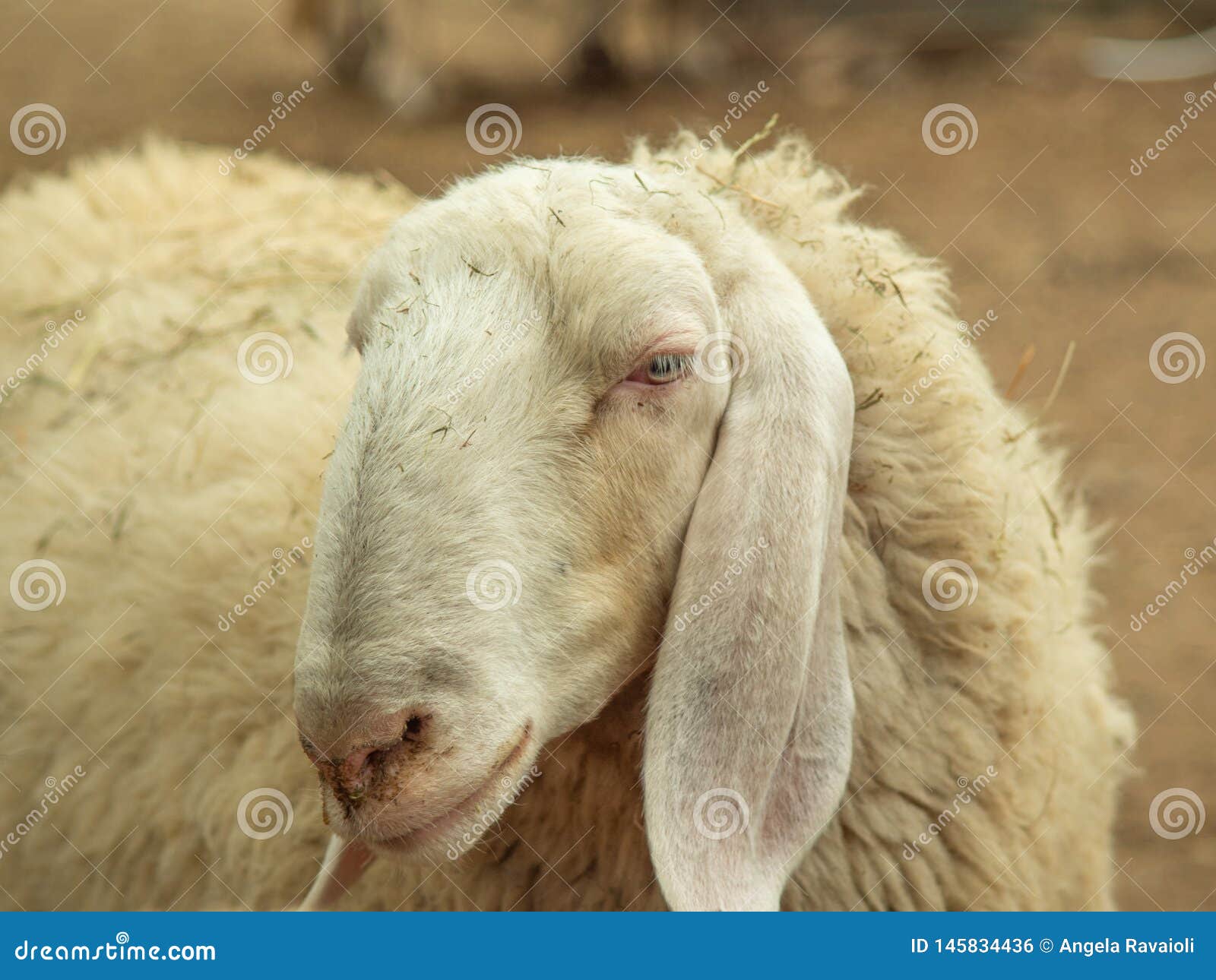 Outdoor Sheep Portrait stock photo. Image of green, farmland - 145834436