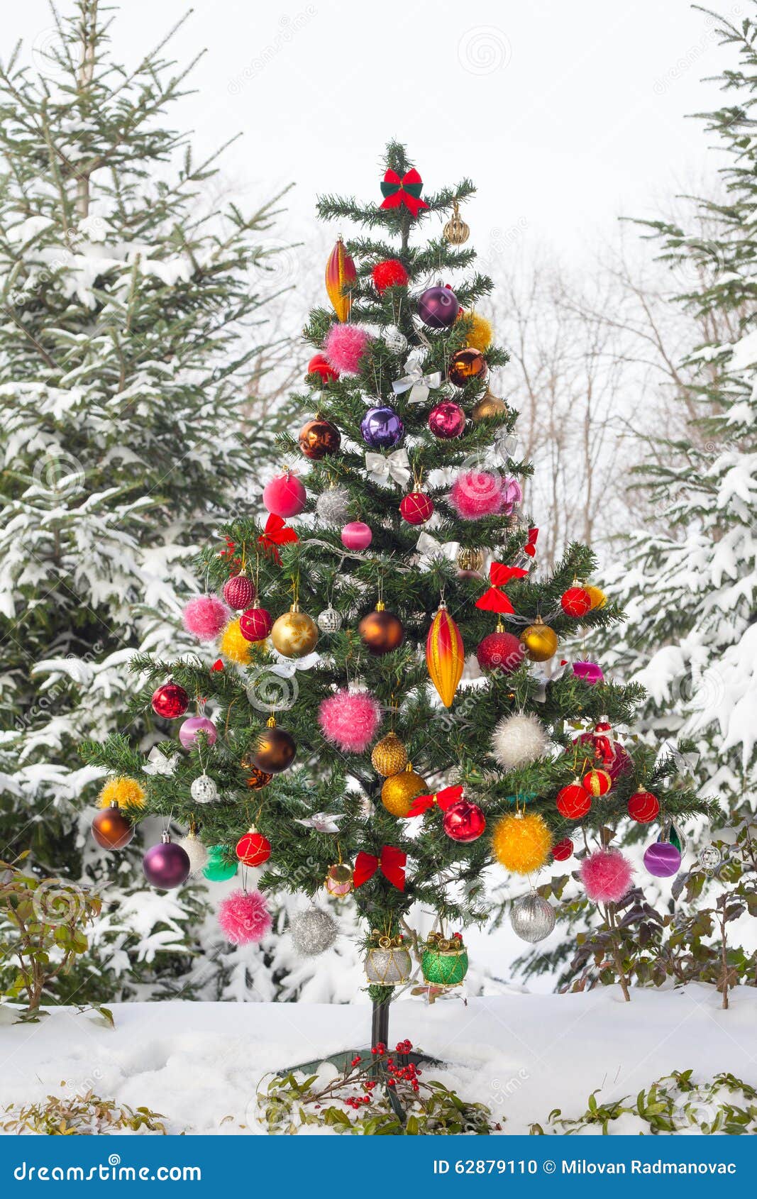 Outdoor Snow Covered Christmas Tree Stock Photo - Image of brightly ...