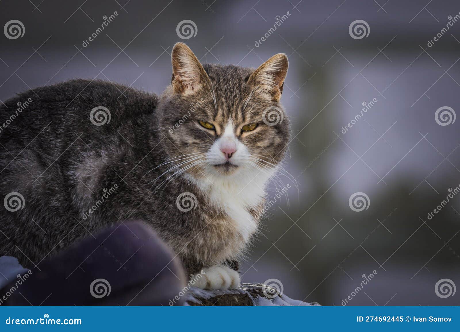 Outdoor Spring Cats on a Walk Stock Image - Image of nature, ears ...