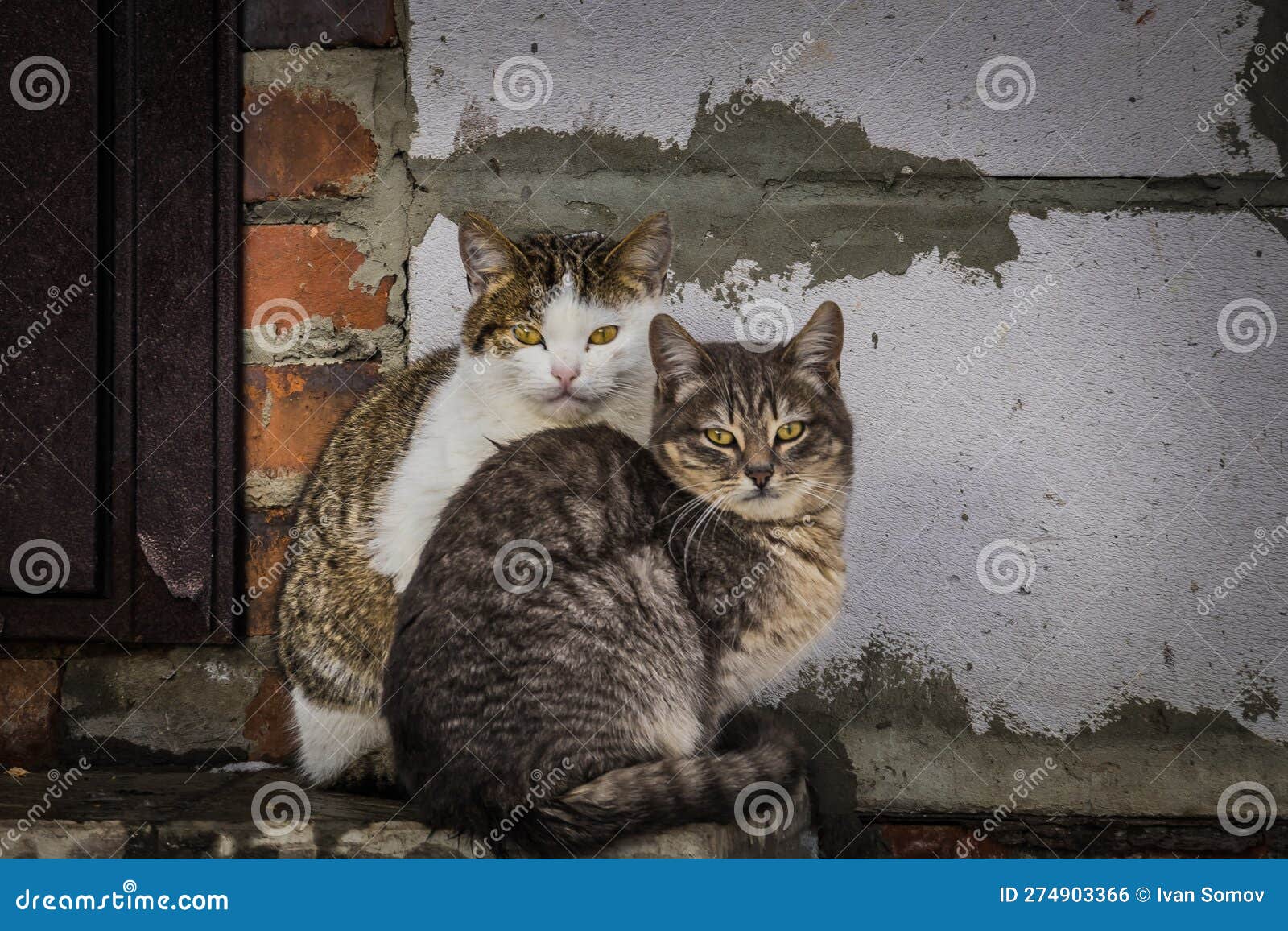 Outdoor Spring Cats on a Walk Stock Photo - Image of look, hope: 274903366