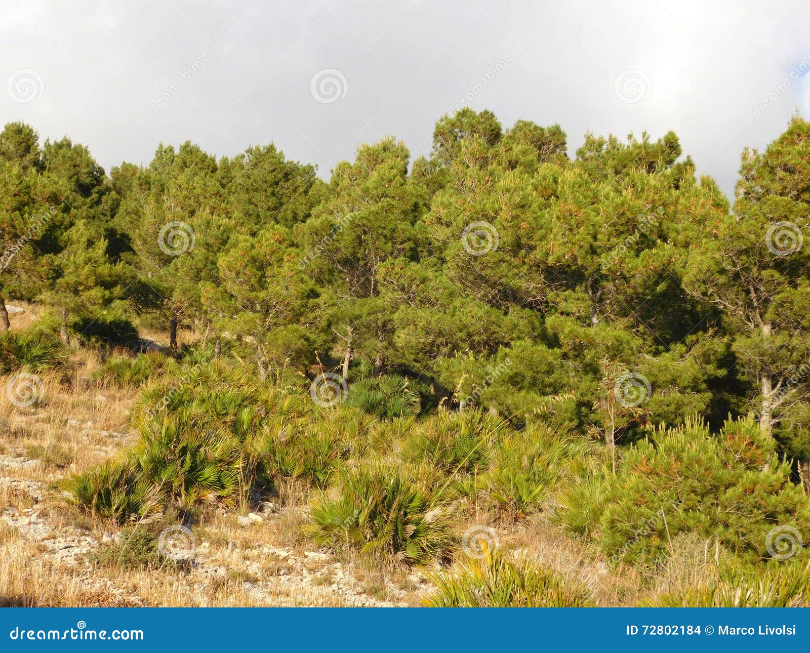 Outdoor trees stock photo. Image of landscape, ground - 72802184