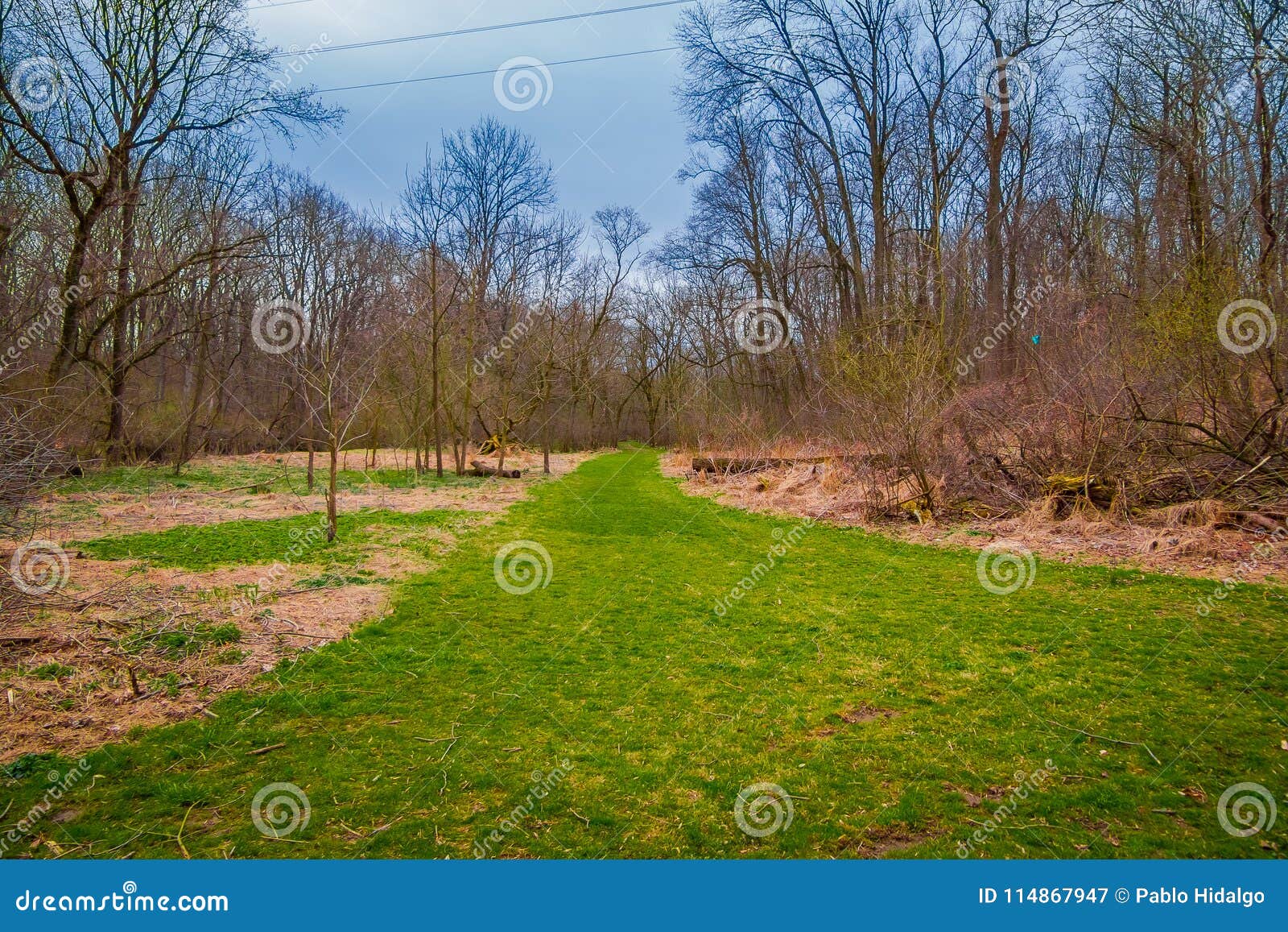 Outdoor View of Path Inside of the Forest Covered with Green Grass and ...
