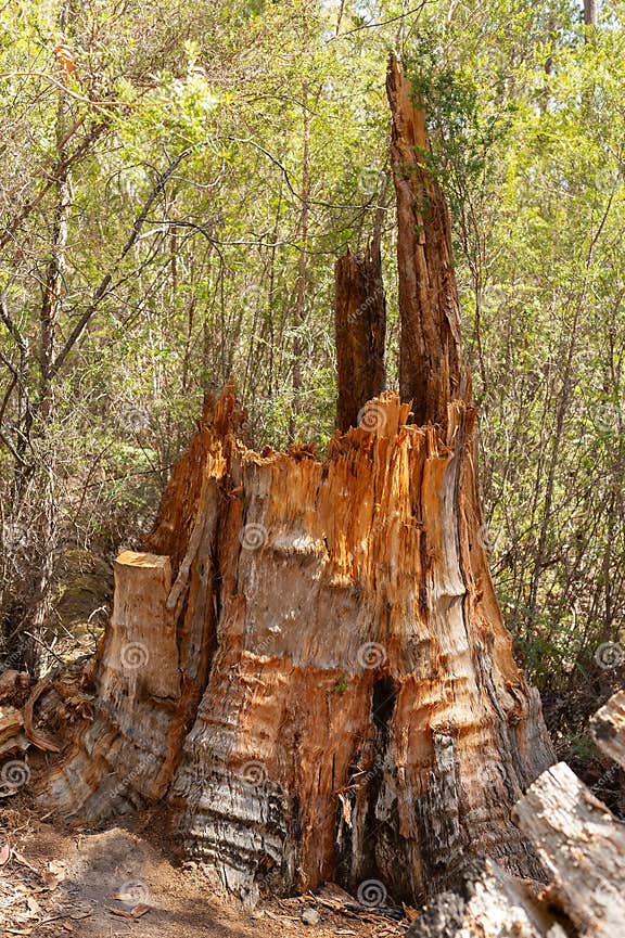 Broken Tree Trunk after the Tree Has Fallen Stock Photo - Image of ...