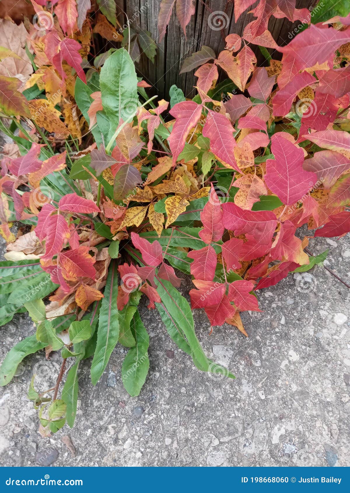 Outdoors Fall Foliage in Columbus Ohio Stock Photo - Image of leaf ...