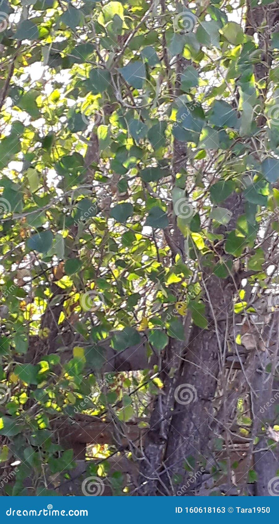 Ledor Stock Photos - Free & Royalty-Free Stock Photos from Dreamstime