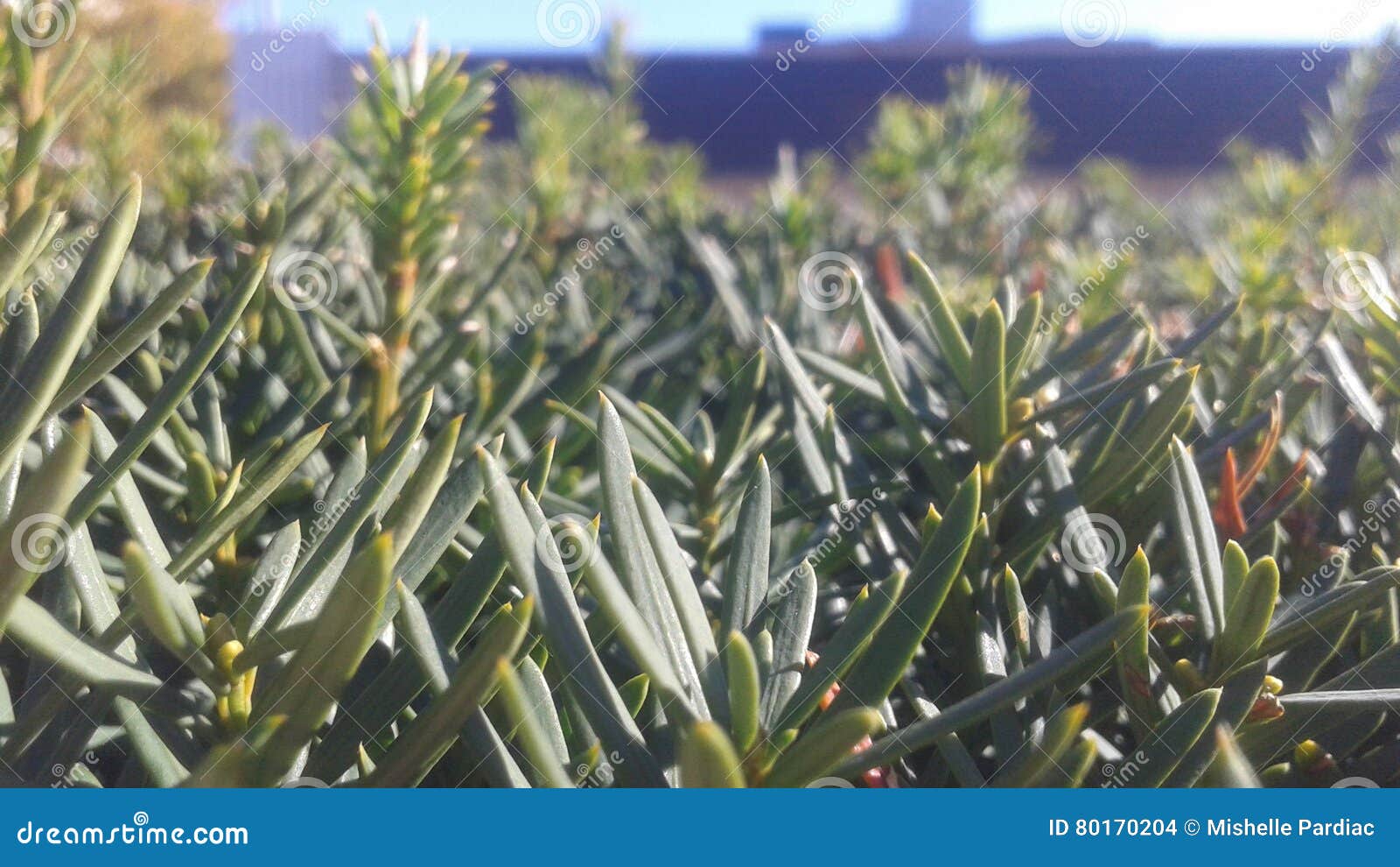 Outdoors stock photo. Image of bush, looked, outdoors - 80170204