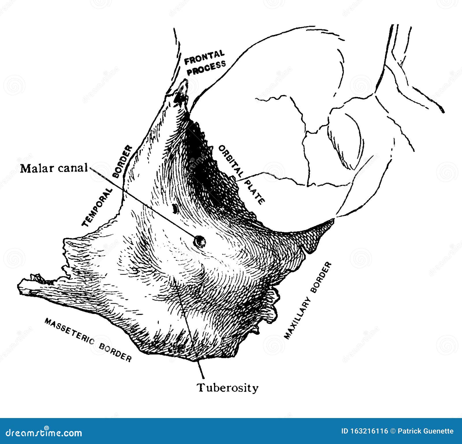 Outer Aspect of Malar Bone, Vintage Illustration Stock Vector ...