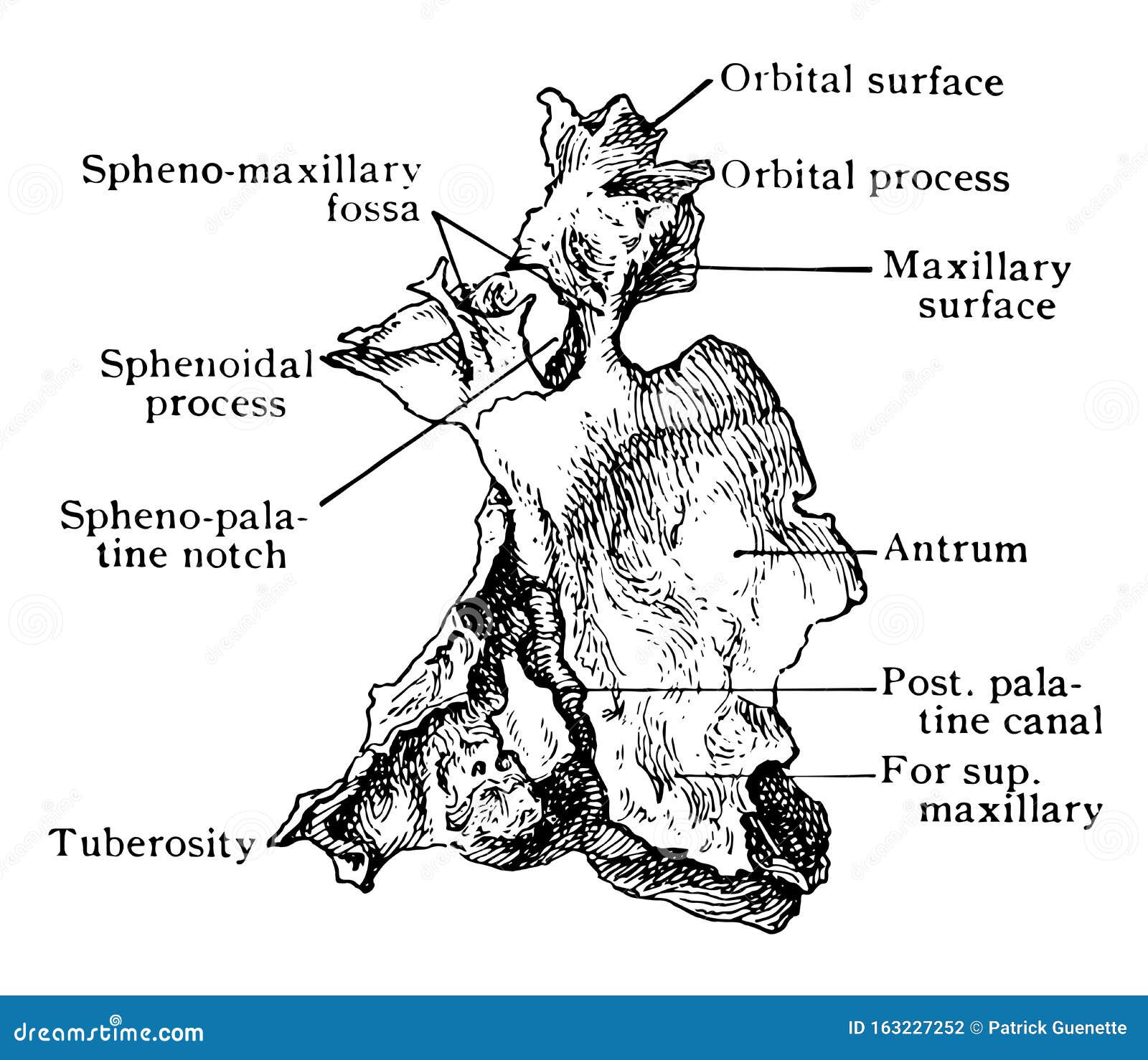 Outer Aspect of Palate Bone, Vintage Illustration Stock Vector ...