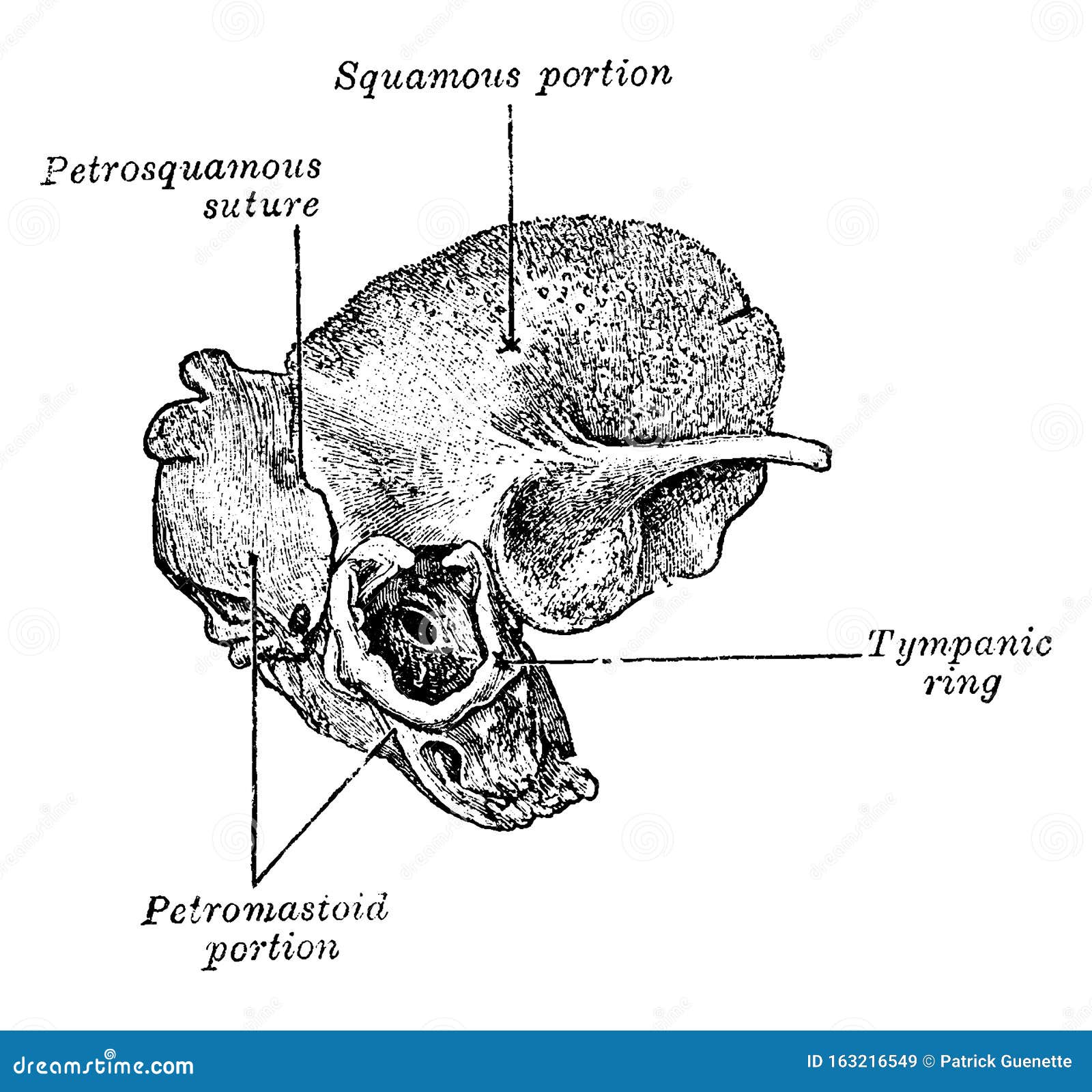 Temporal Bone. With The Name And Description Of All Sites Stock ...