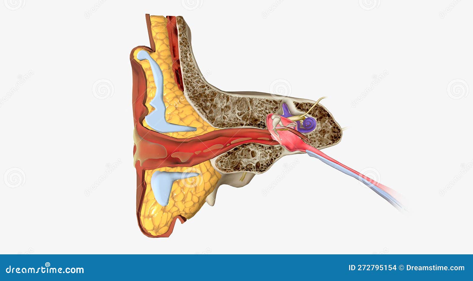 An Outer Ear Infection Also Called Otitis Externa Stock Illustration Illustration Of Health