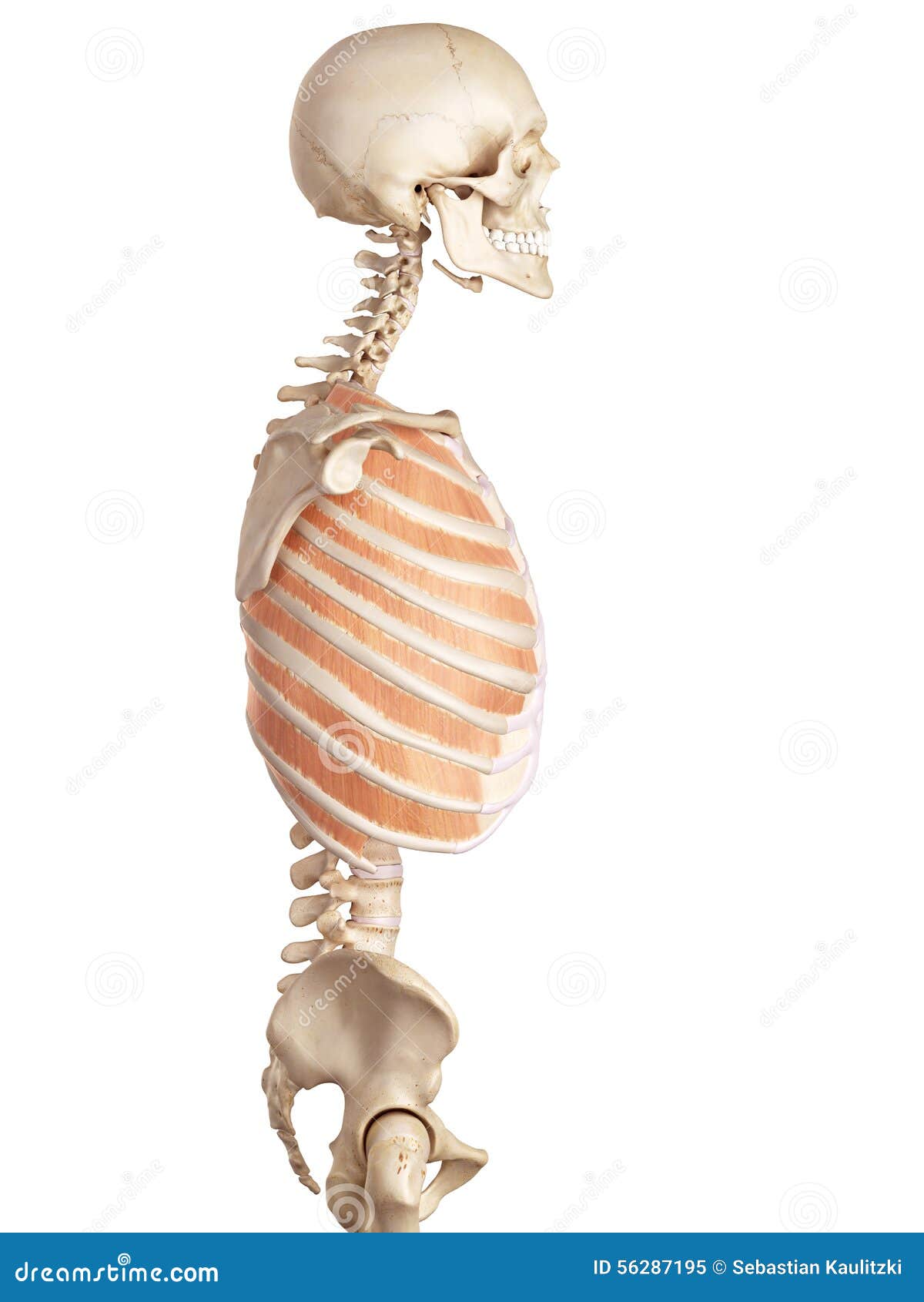 The outer intercostals stock illustration. Illustration of thorax ...