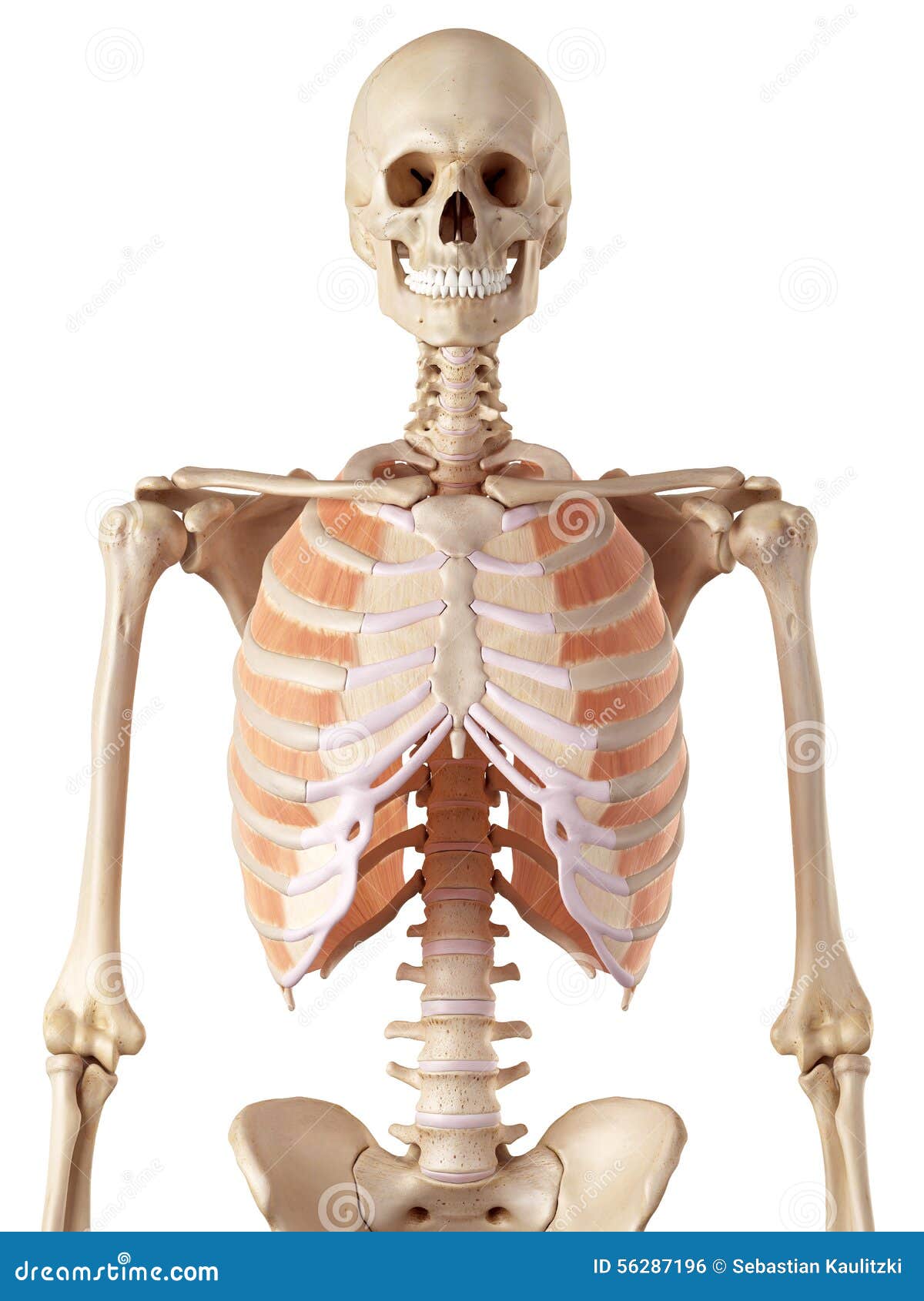 The outer intercostals stock illustration. Illustration of plain - 56287196