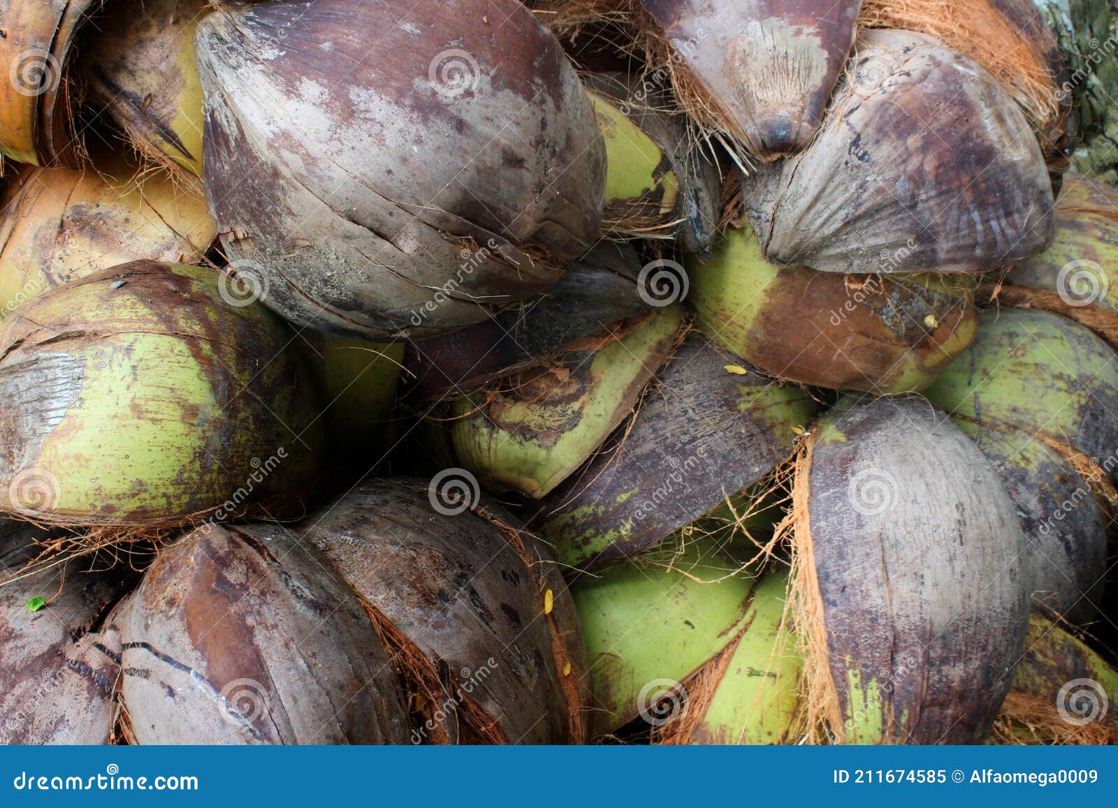 The Outer Layer of Coconut Skin is Dried Stock Image - Image of organic ...