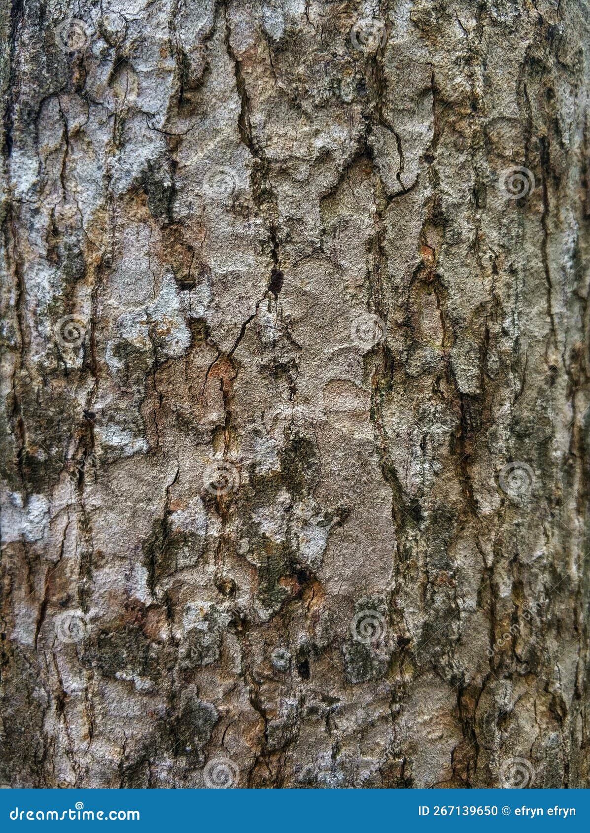 Outer Layer of Teak Tree Bark Stock Photo - Image of forest, teak ...