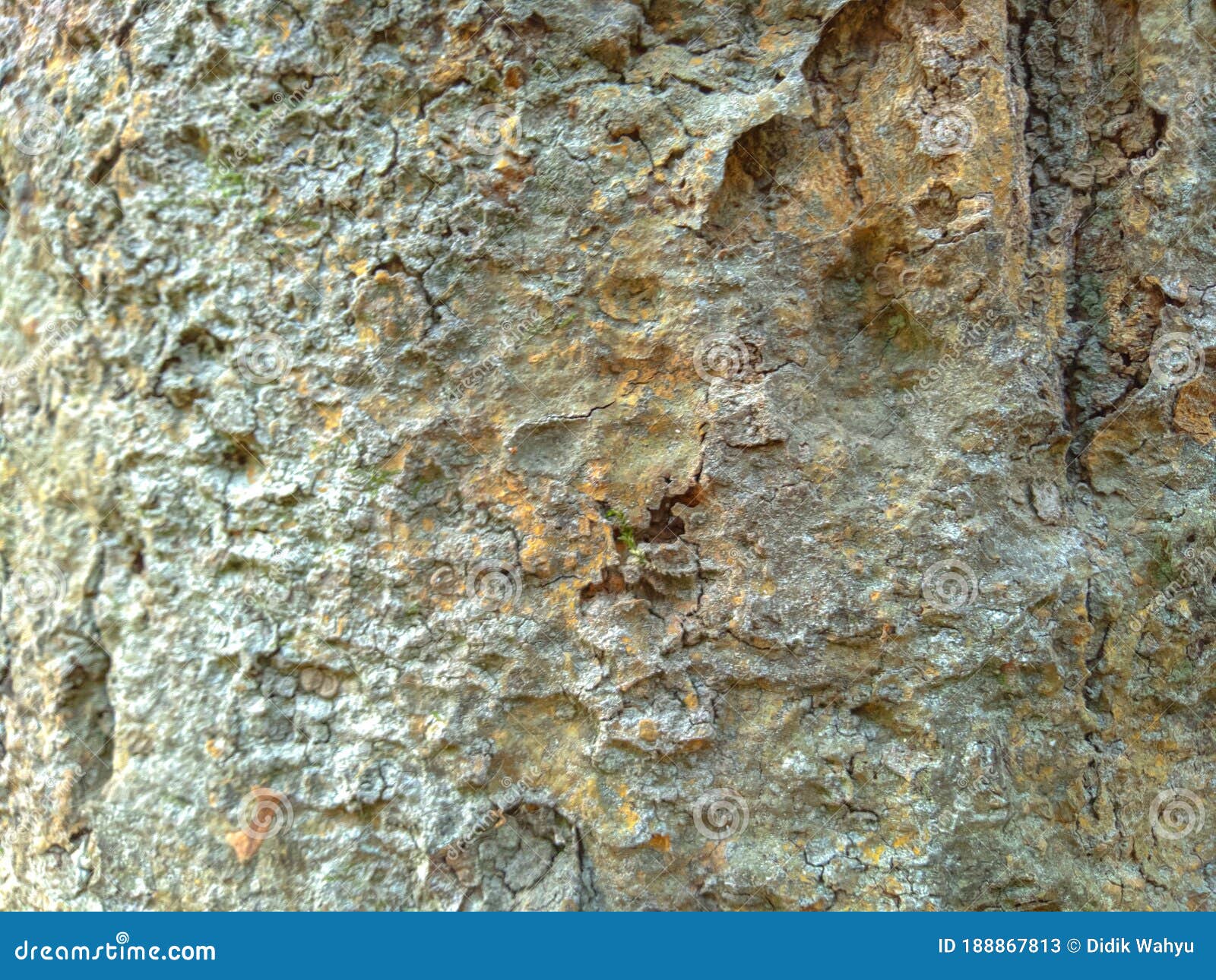 This is the Outer Layer of the Tree S Skin Stock Image - Image of trees ...