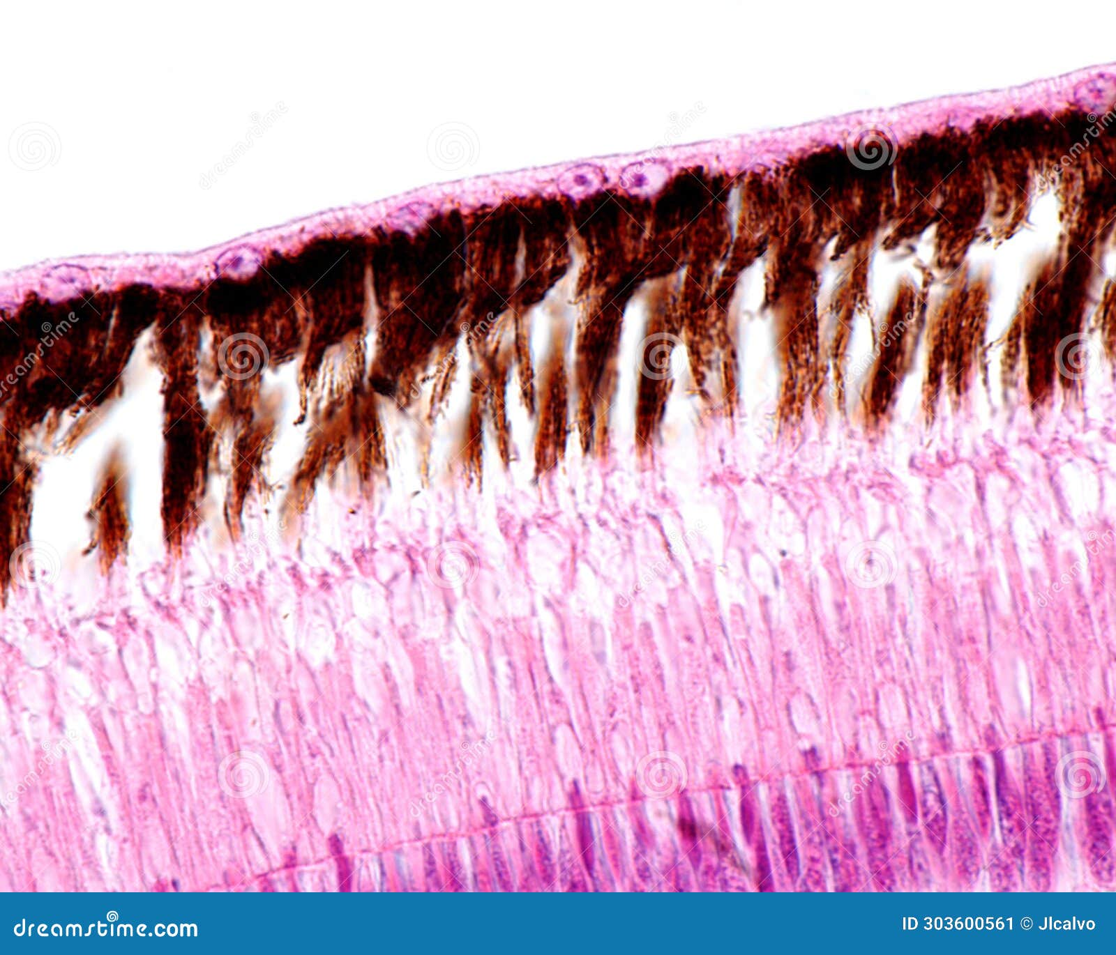 Outer layers of retina stock image. Image of histology - 303600561