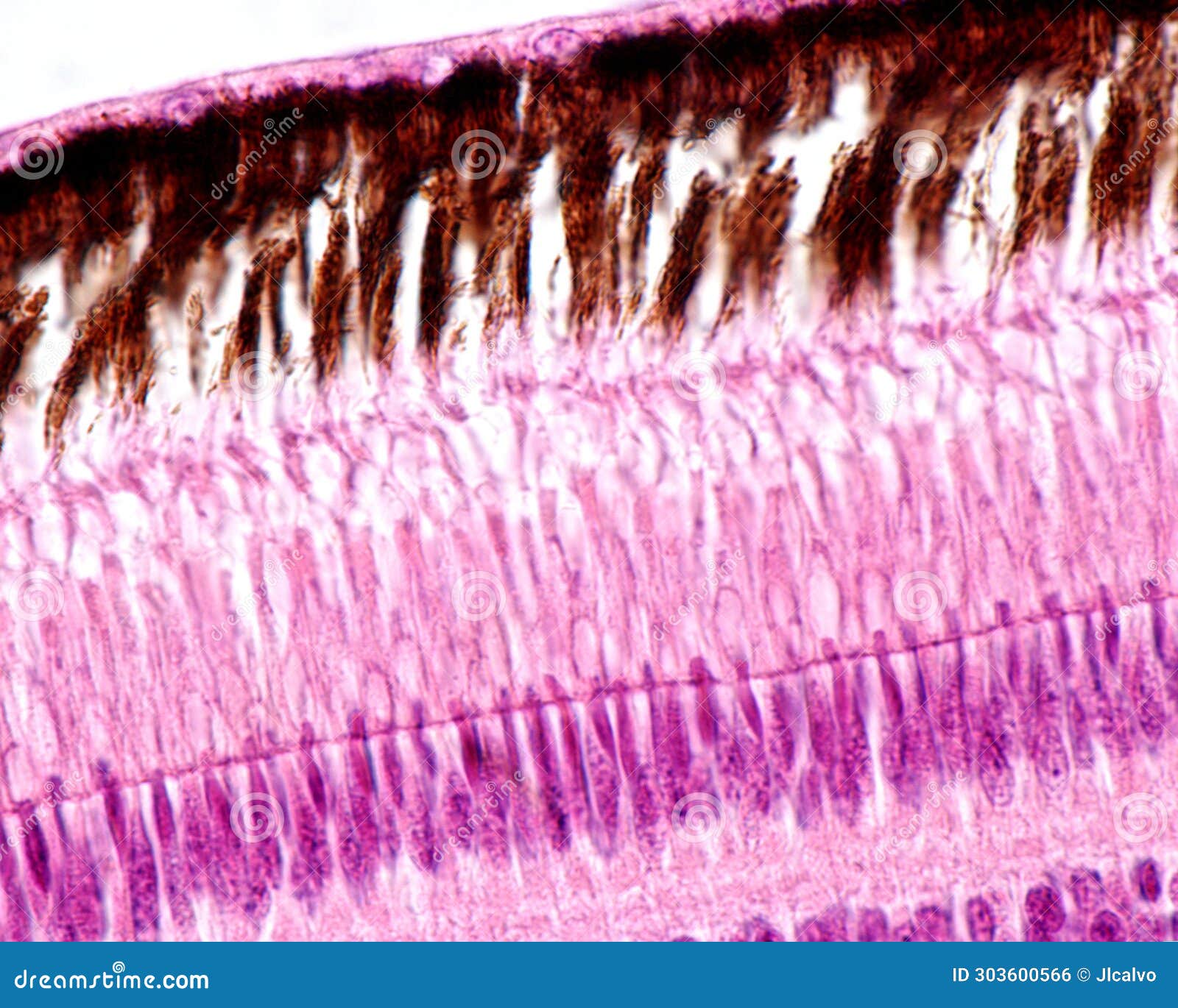 Outer layers of retina stock photo. Image of histology - 303600566