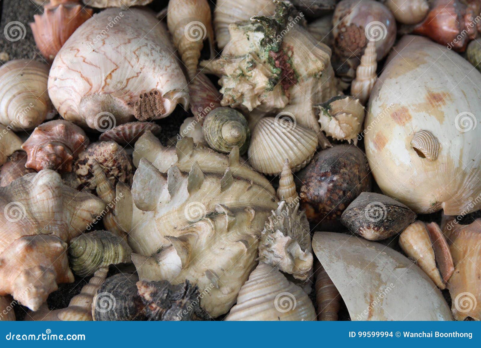 Outer pattern of shell stock photo. Image of outer, pattern - 99599994