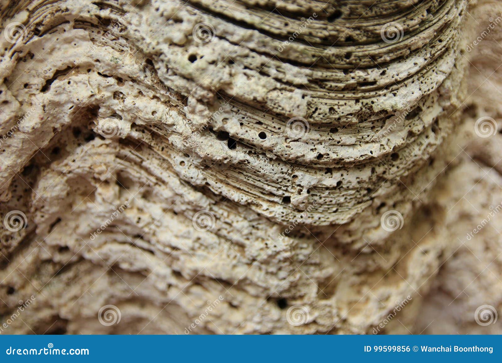 Outer pattern of shell stock photo. Image of surface - 99599856