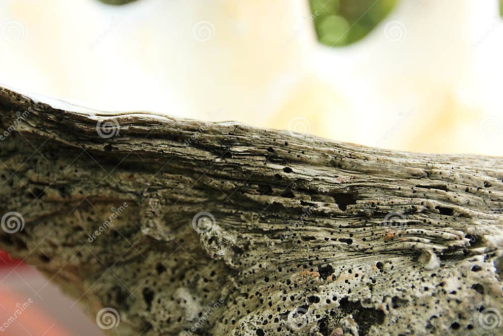 Outer pattern of shell stock image. Image of surface - 99599873