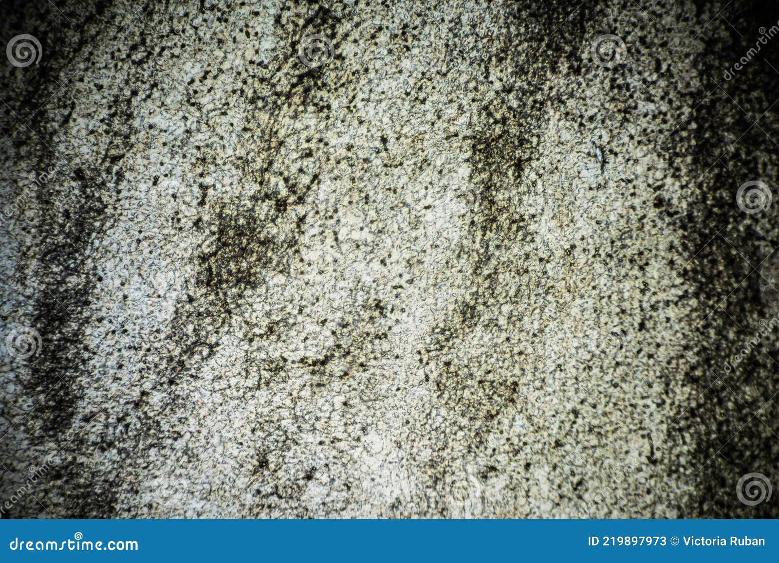 Outer Peel of Orange Seed Under a Light Microscope Stock Image - Image ...