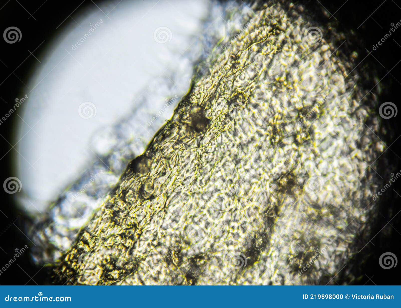 Outer Peel of Orange Seed Under a Light Microscope Stock Photo - Image ...