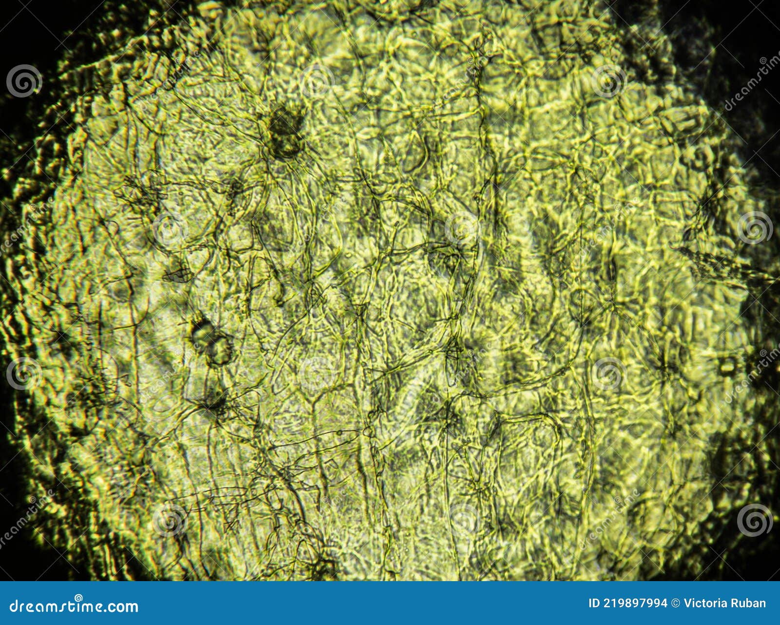 Outer Peel of Orange Seed Under a Light Microscope Stock Photo - Image ...