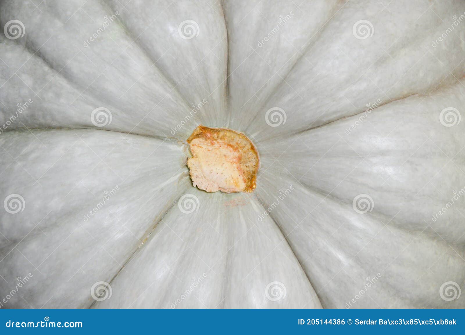 Outer Portion Gray Interior Orange Fresh Pumpkin Tissue, Fresh Pumpkin ...